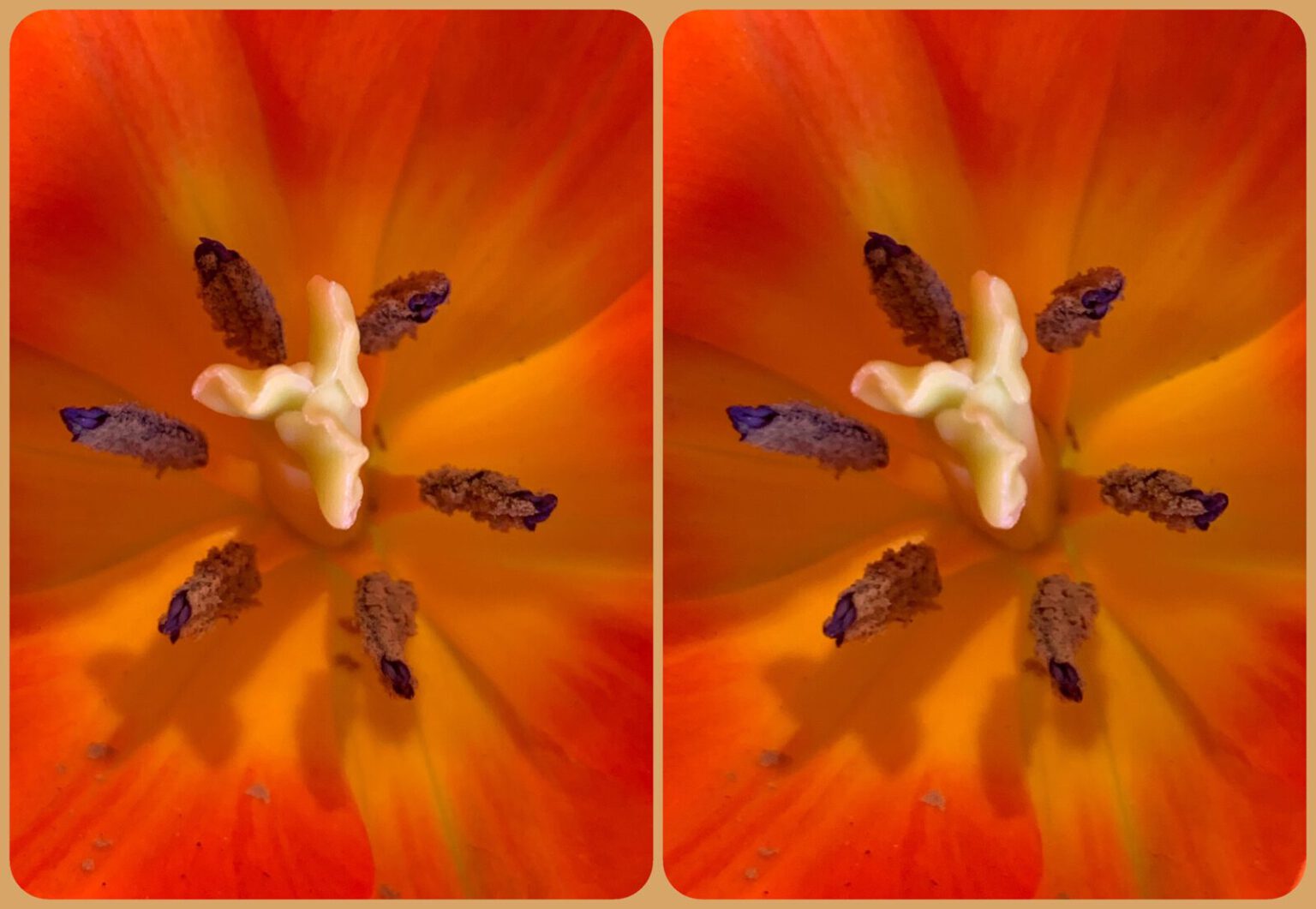 Macro stereo photography: a beginner’s perspective - the stereosite